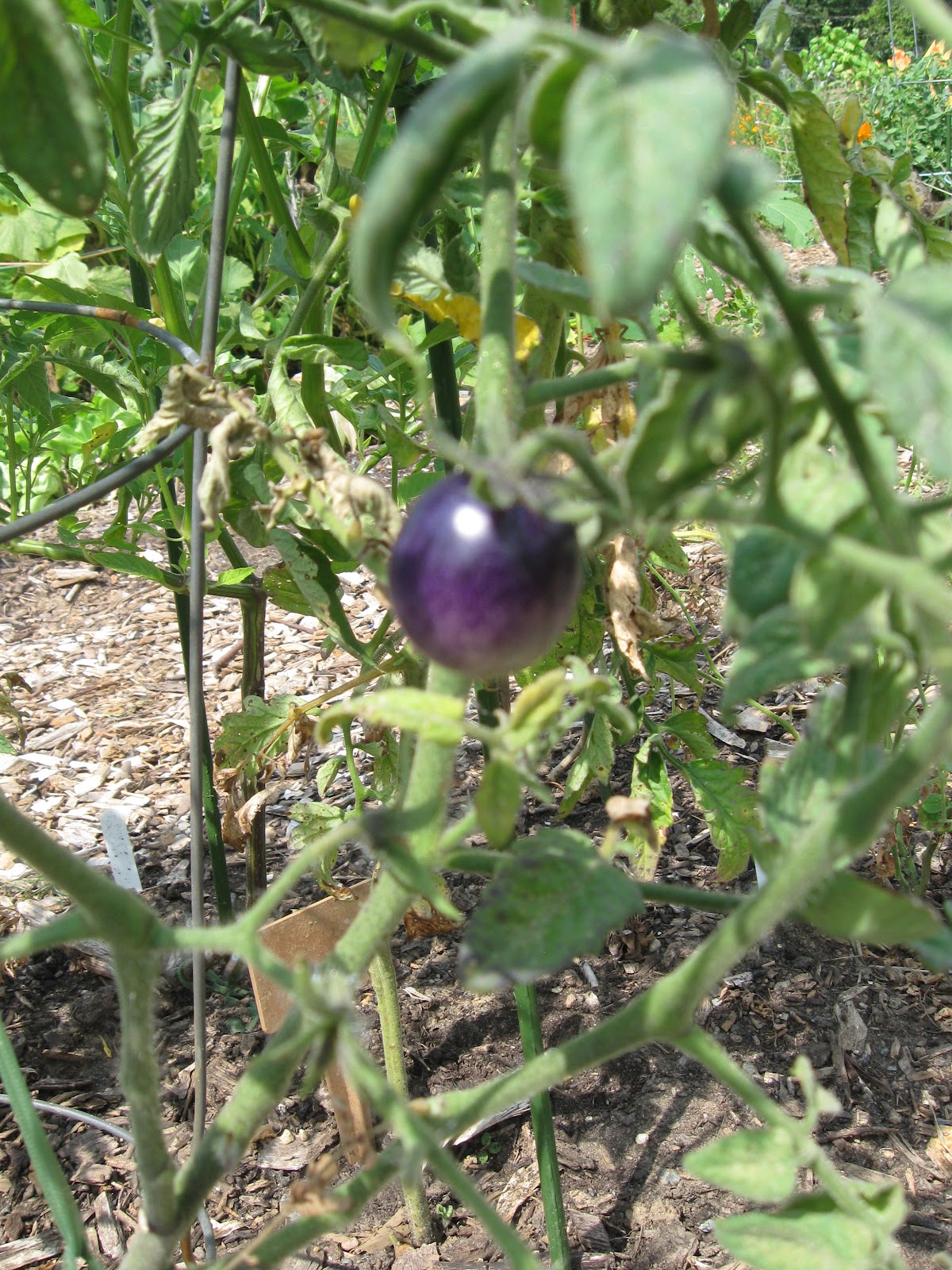 WashingtonGardener: Fenton Friday: A TRUE Purple Tomato