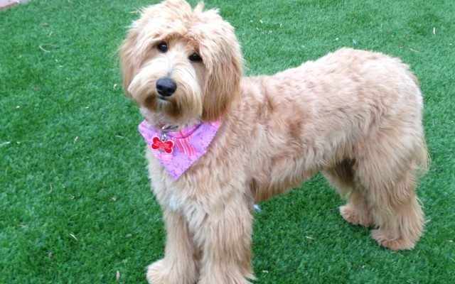 You Must Know About a Hybrid Dog Breed Labradoodle | Pets Lover Blog