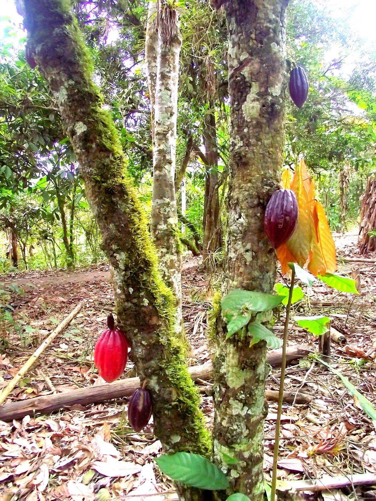 Pachamama Spectrum of Treasures: El Frutal Finca Ecologica y Turistica