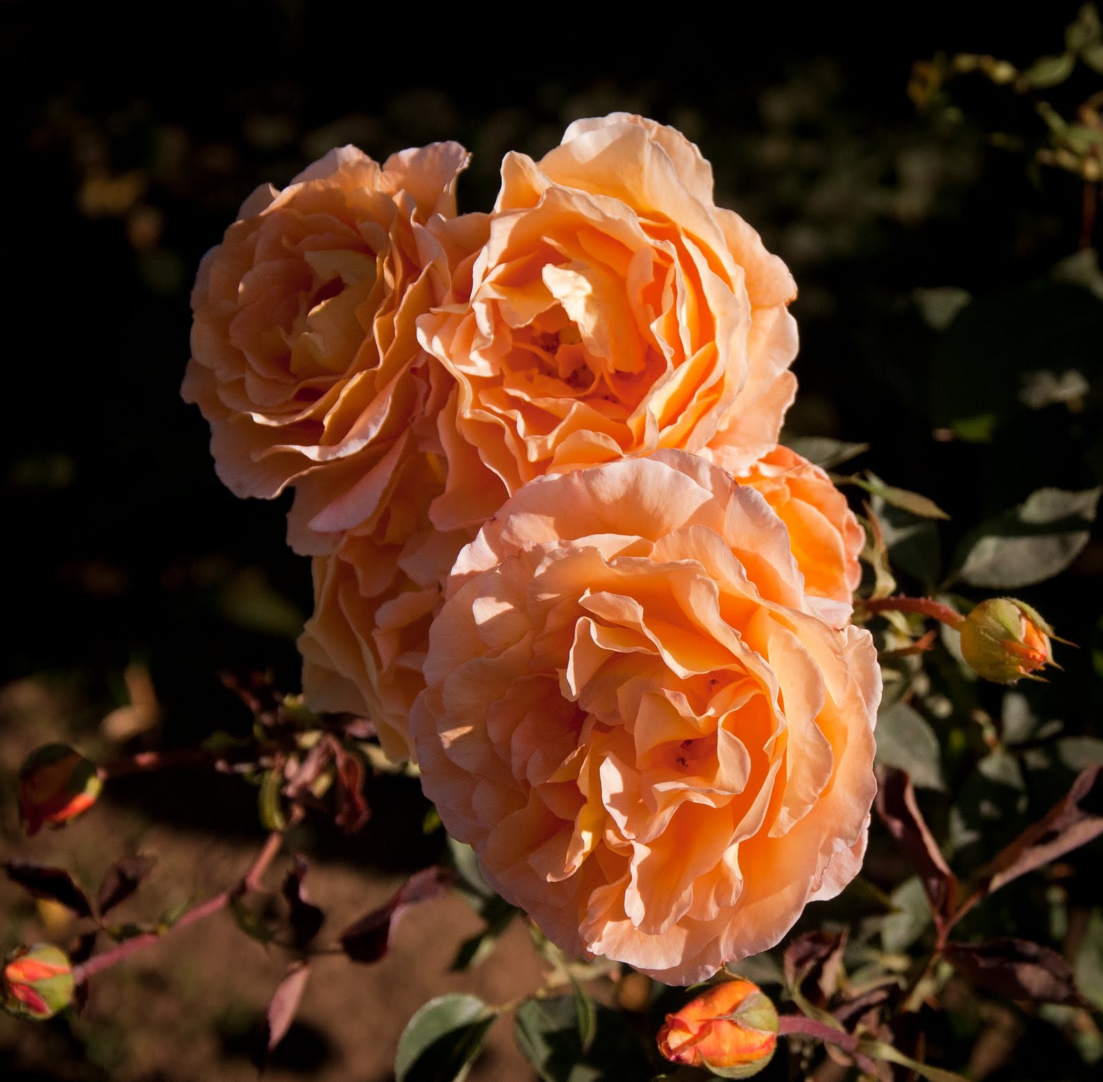 Revista Energía & Jardines: Alejandro Guillier muestra el fabuloso ...