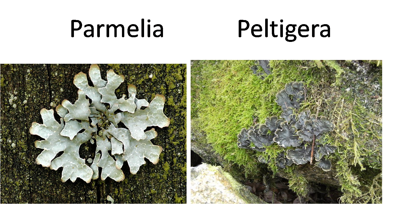 Getallhealthtips: LICHENS