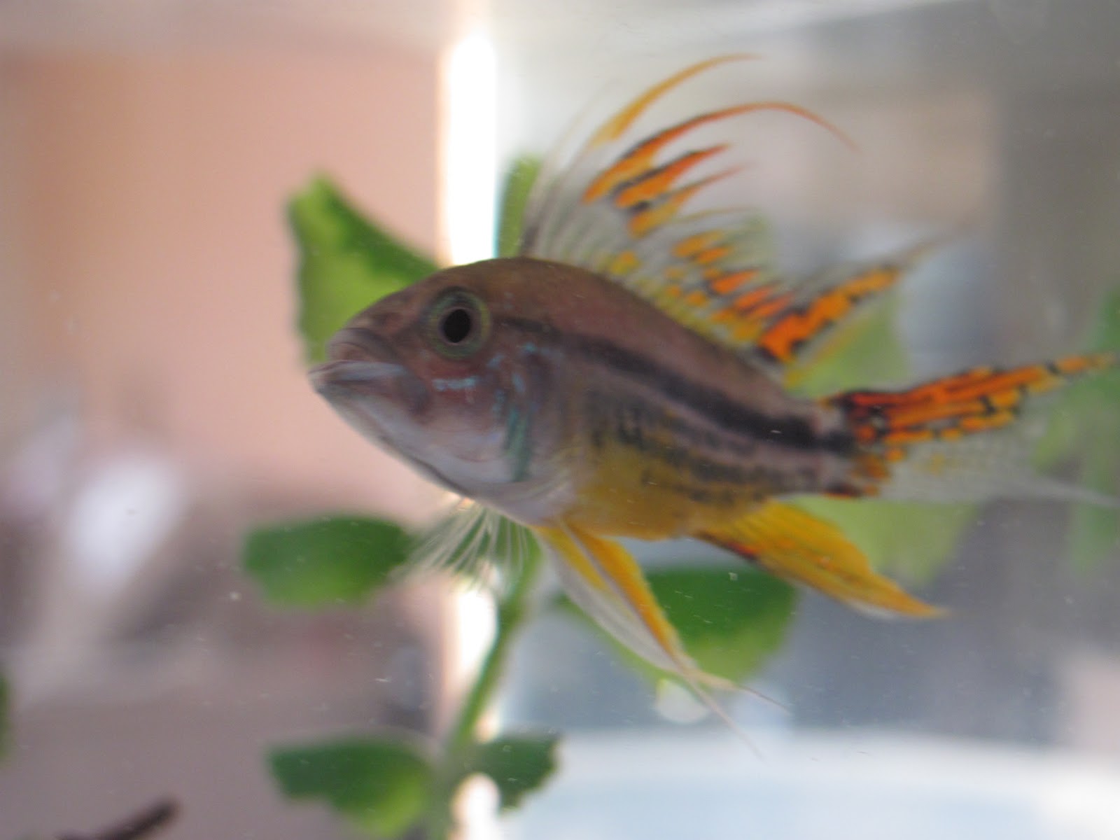 Ciclídeos Anões: Meus Apistos