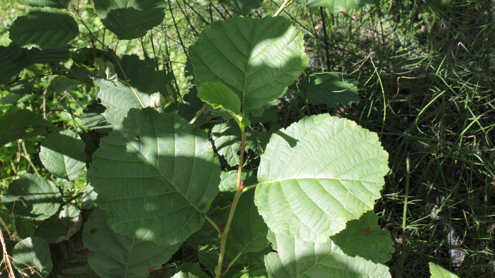 Nature views: Karplanter (99)