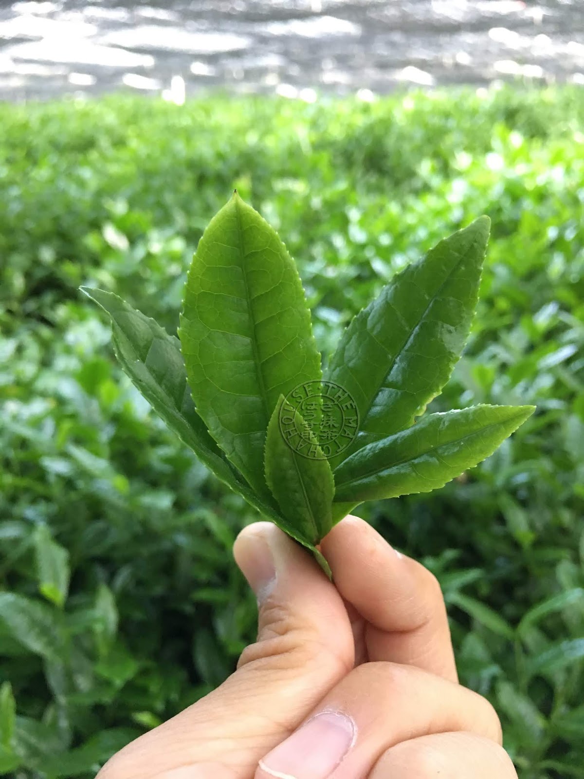 Matcha Green Tea Plantation May 2019