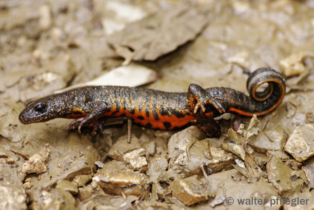 Nature photos from an Amateur Naturalist: Bojana Island, Montenegro ...