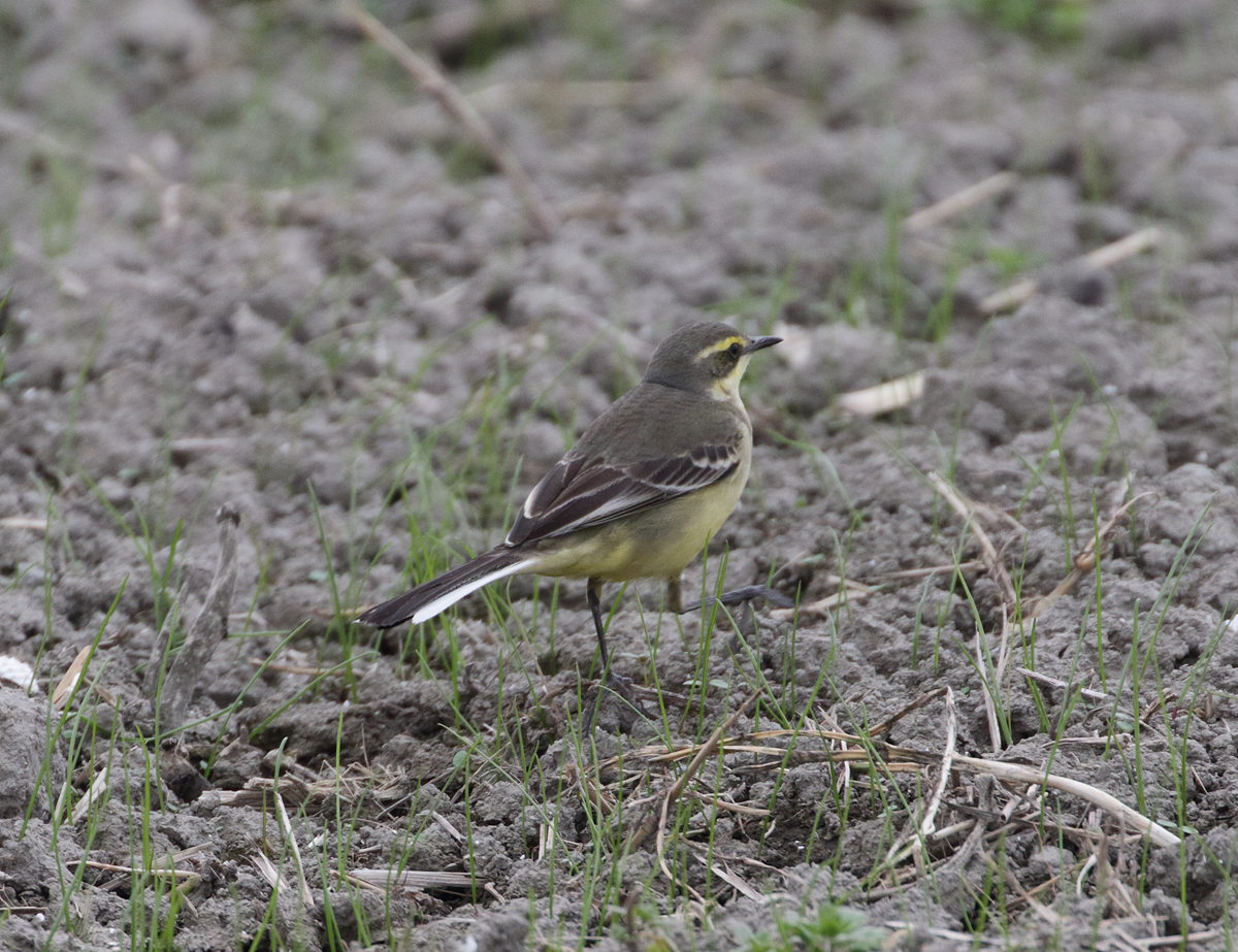 BIRDING - Kyoto, Kansai and Japan: Eastern Yellow Wagtails in winter