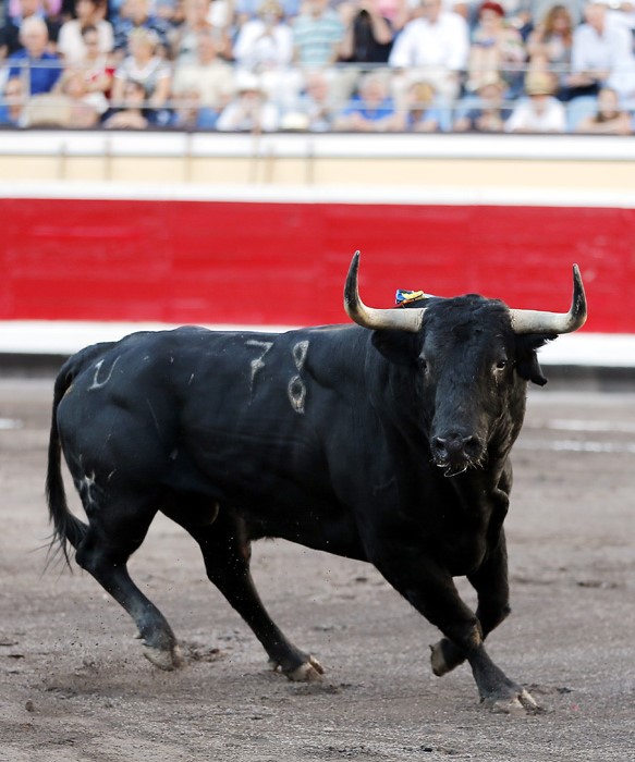 Toro, Torero y Afición: Cuando sale un toro encastado...