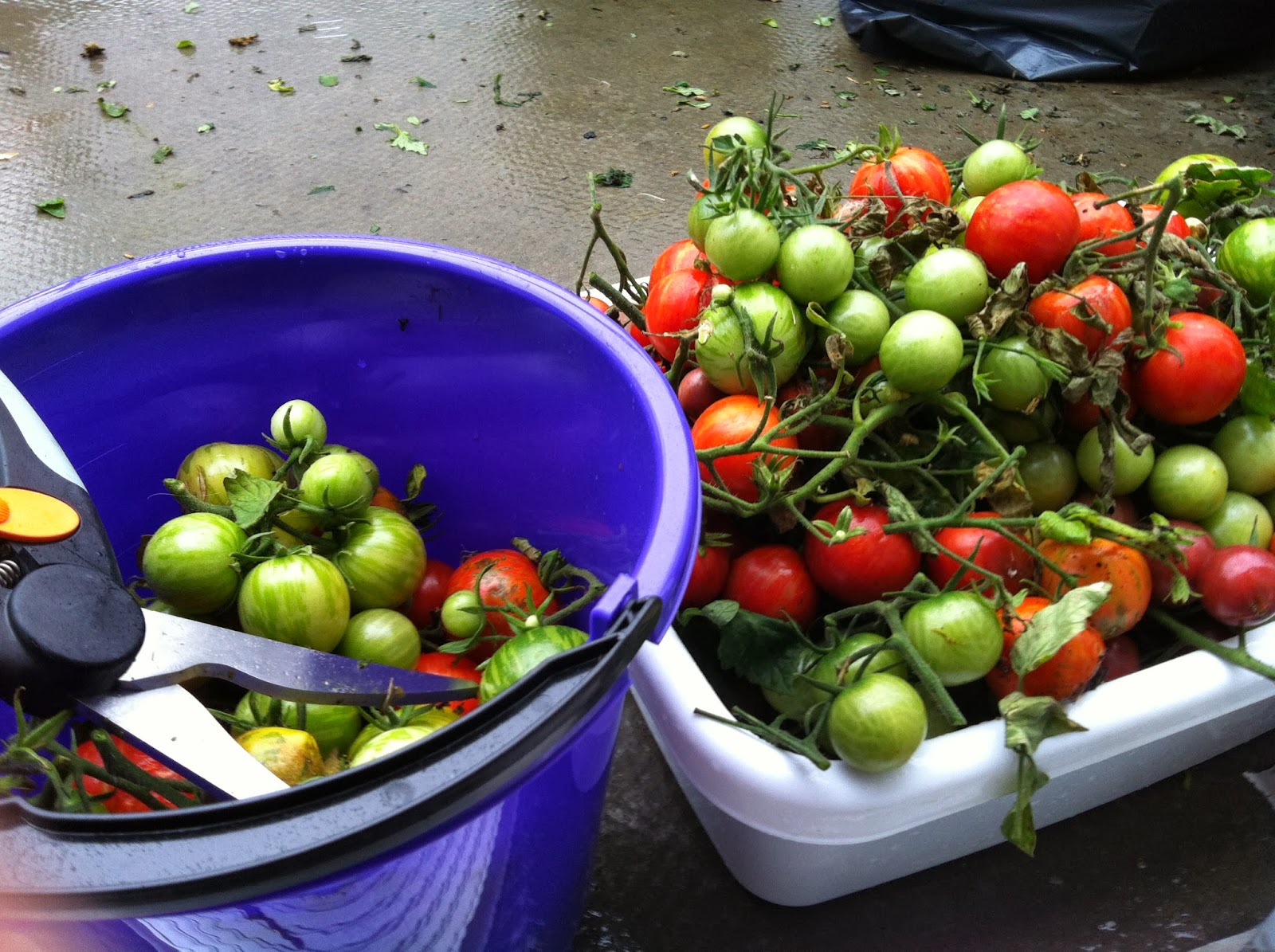 Sannes Fruerstue: Tomater, tomater, tomater