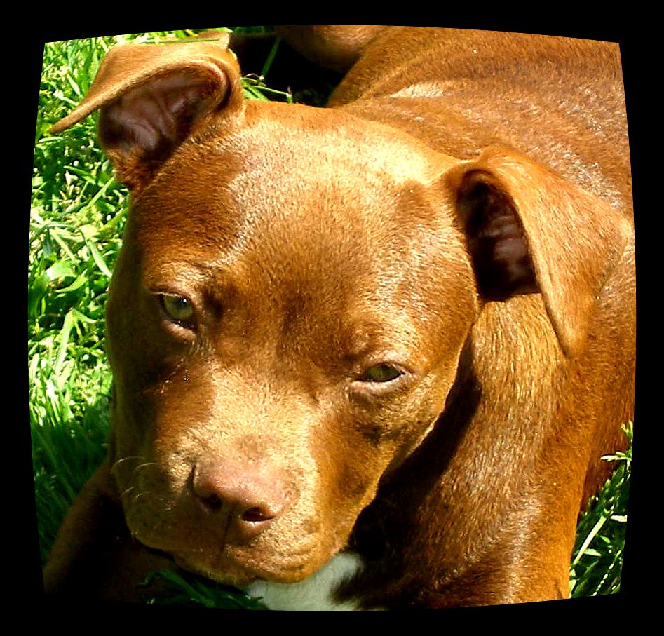 CACHORROS DE PERROS DE GUARDA Y DEFENSA