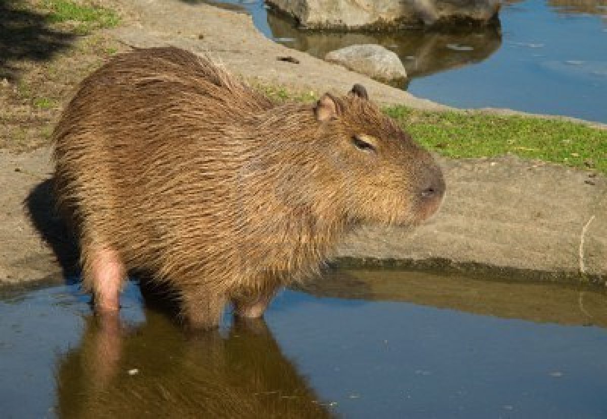Capybara ~ World of photography