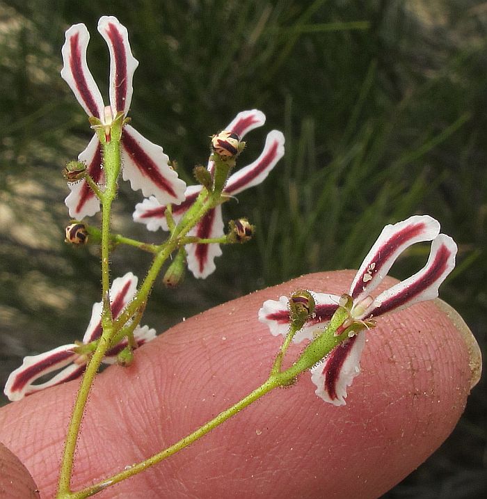 Esperance Wildflowers: Stylidium spinulosum subsp. spinulosum - Topsy ...