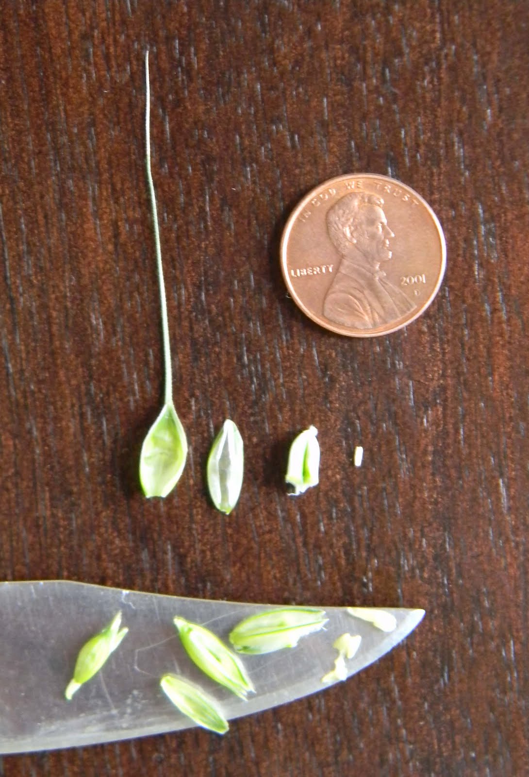 Owyhee Agriculture: Forming Seeds