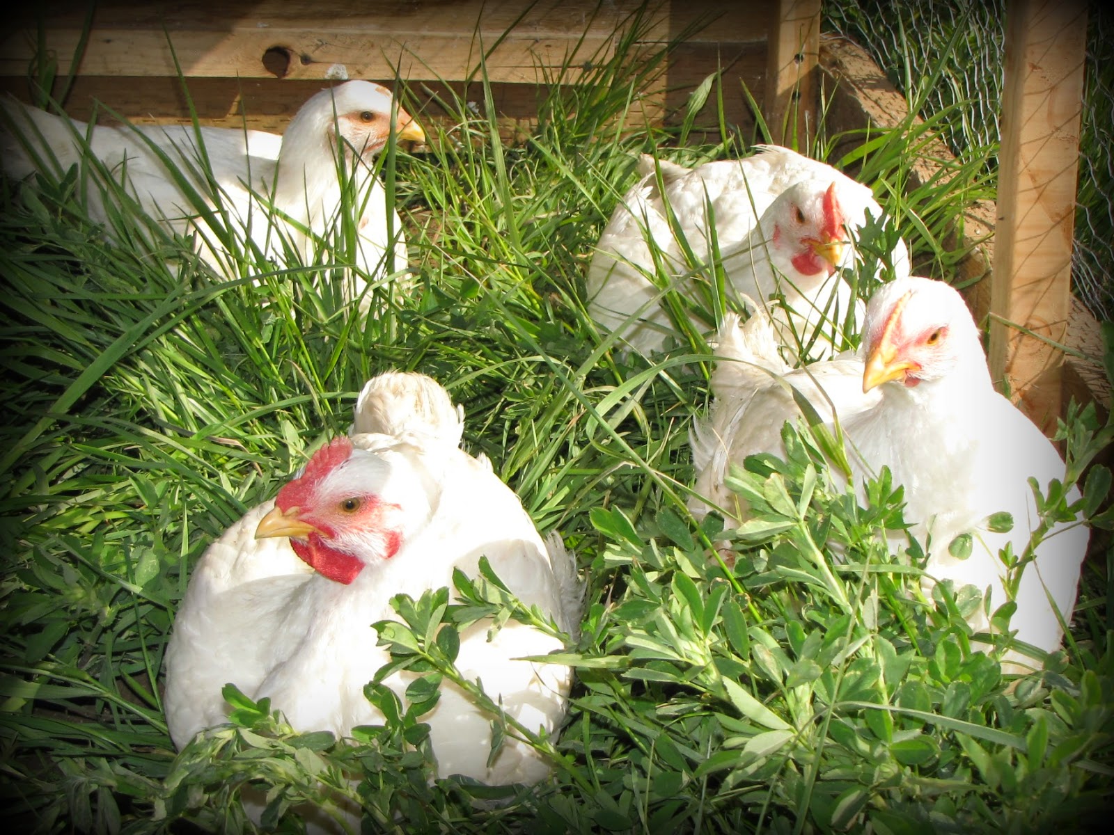 Summerfield Acres Farm: Pastured Meat Chickens