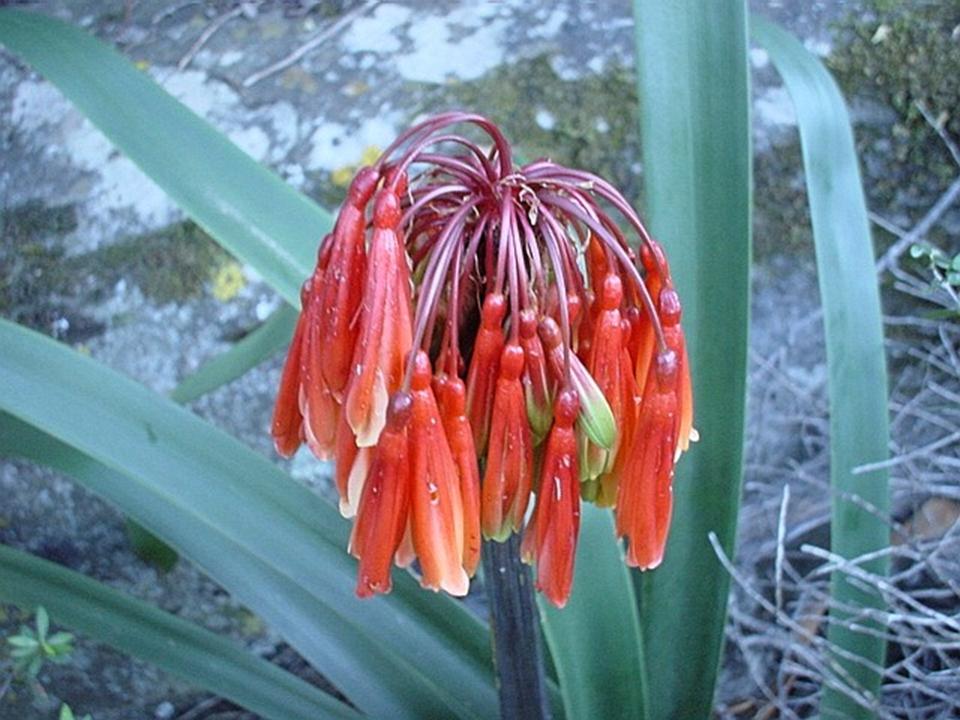 Sharing flower bulb information: Clivia mirabilis - a photographic ...