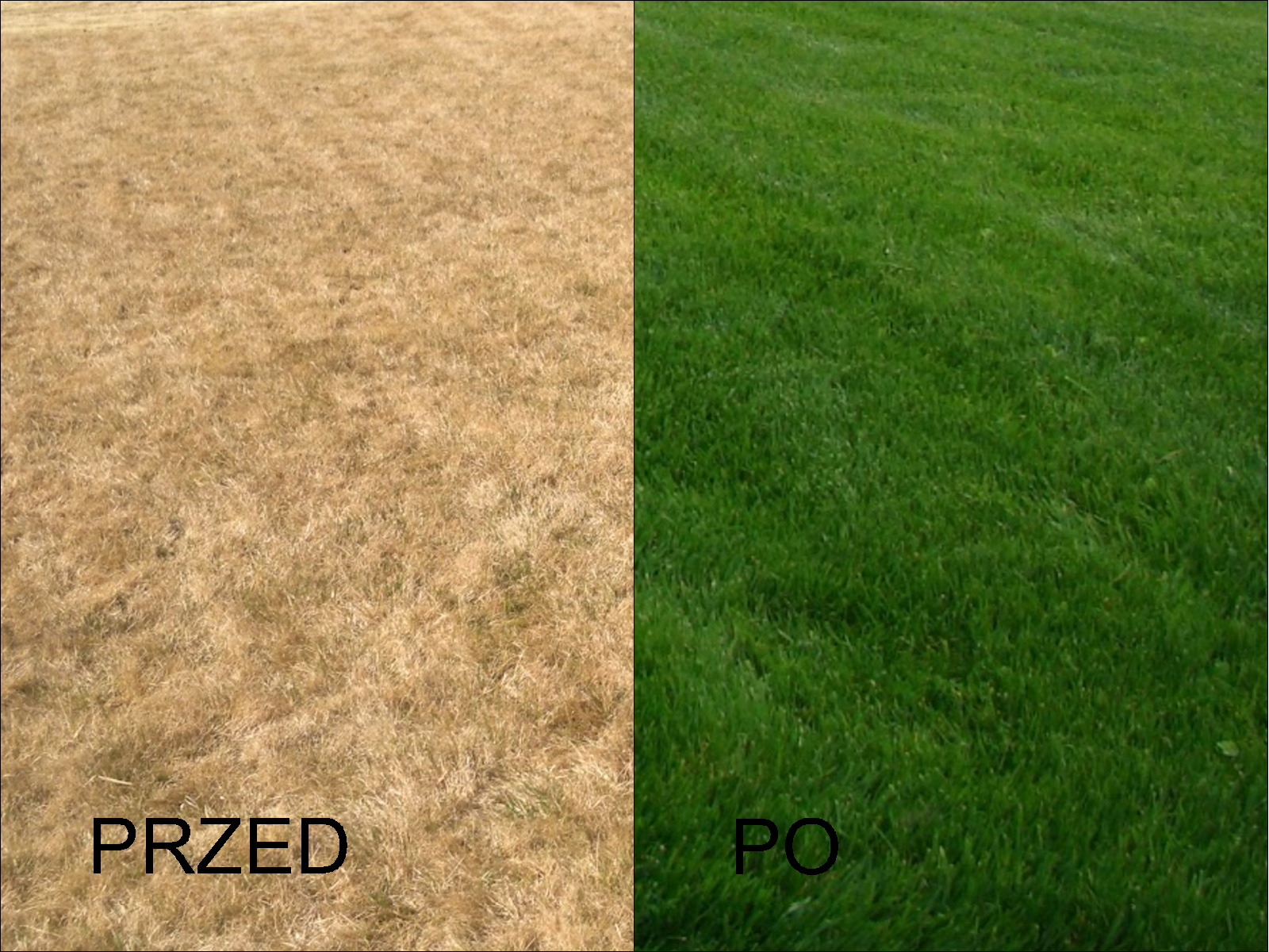 OAZA ZIELENI: Trawnik po zimie - szybka rekultywacja