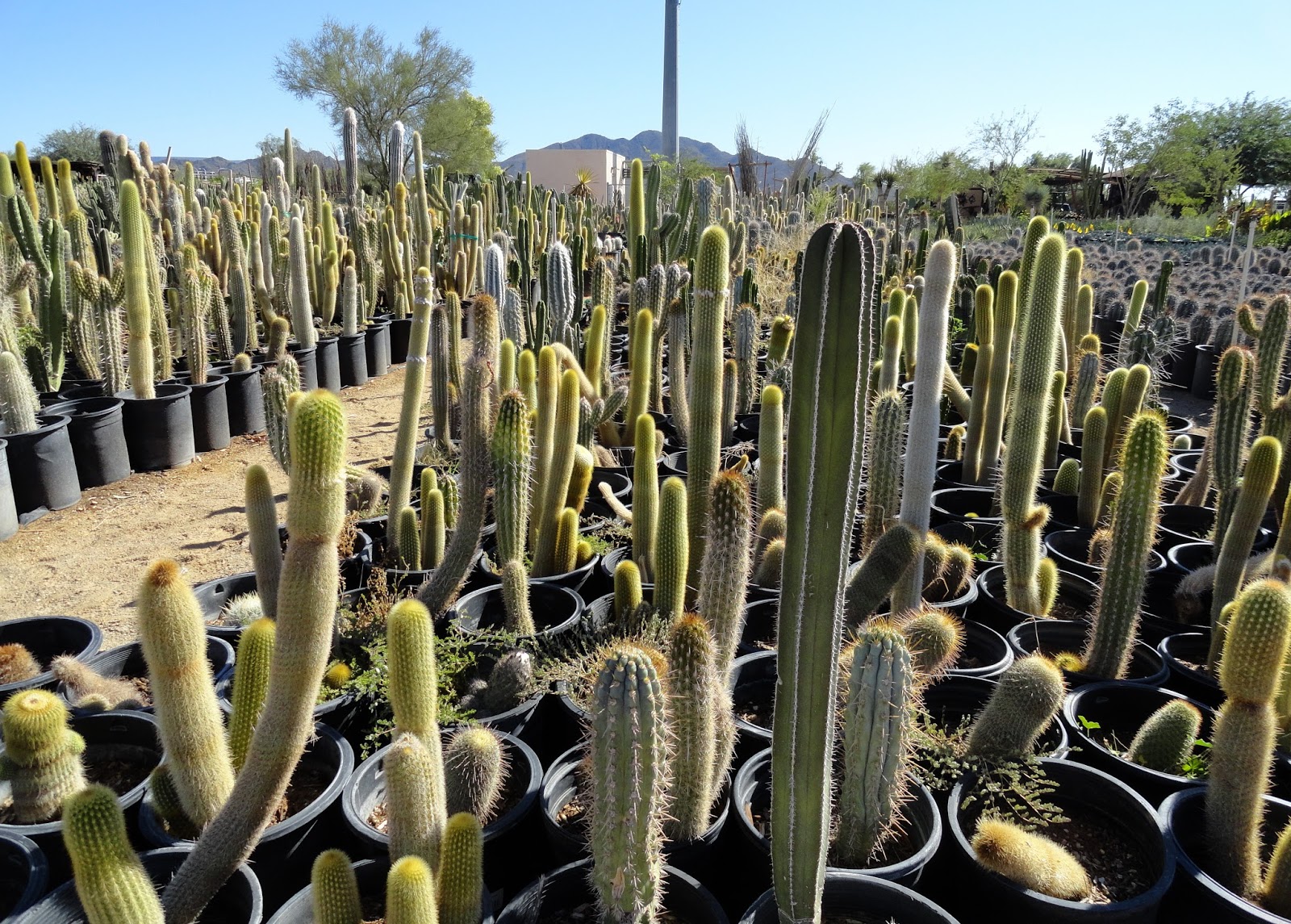 danger garden: Adding to my brother's garden, a visit to the Old West ...