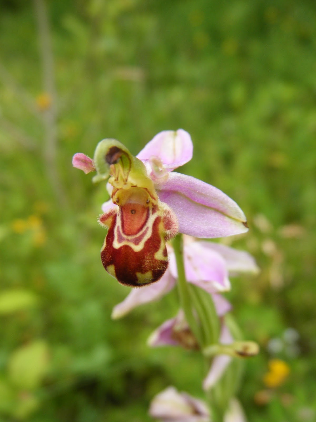 21stcenturynaturalist: The Bee Orchid