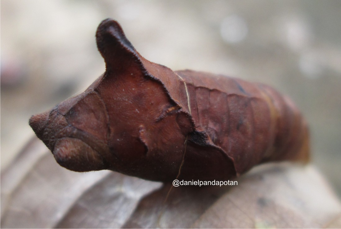 The Beauty of Nature: Pupa