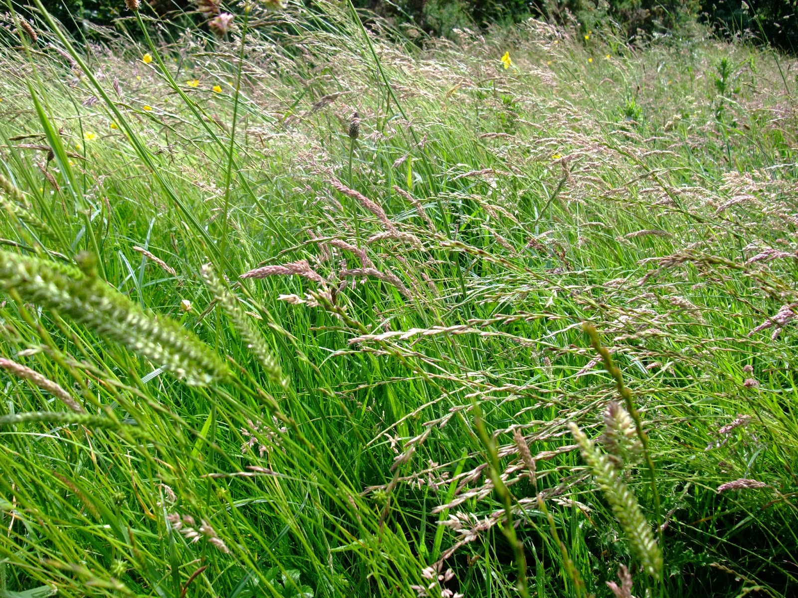 HERBAL PICNIC: HAYFLOWERS