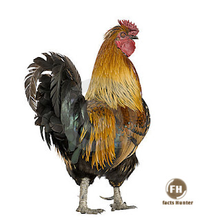 Bird's Lifestyle: Gallic Rooster - National Bird of France