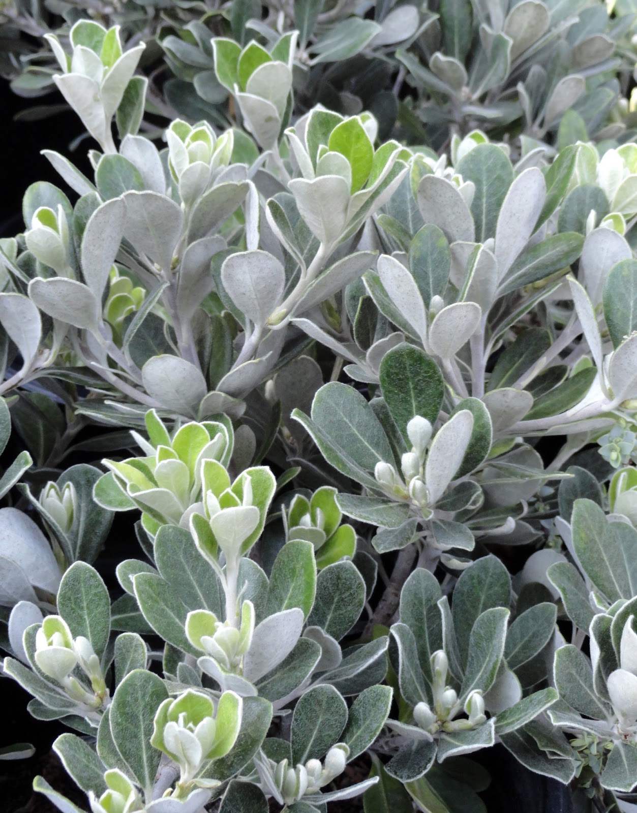 danger garden: Flora Grubb, version 3.0