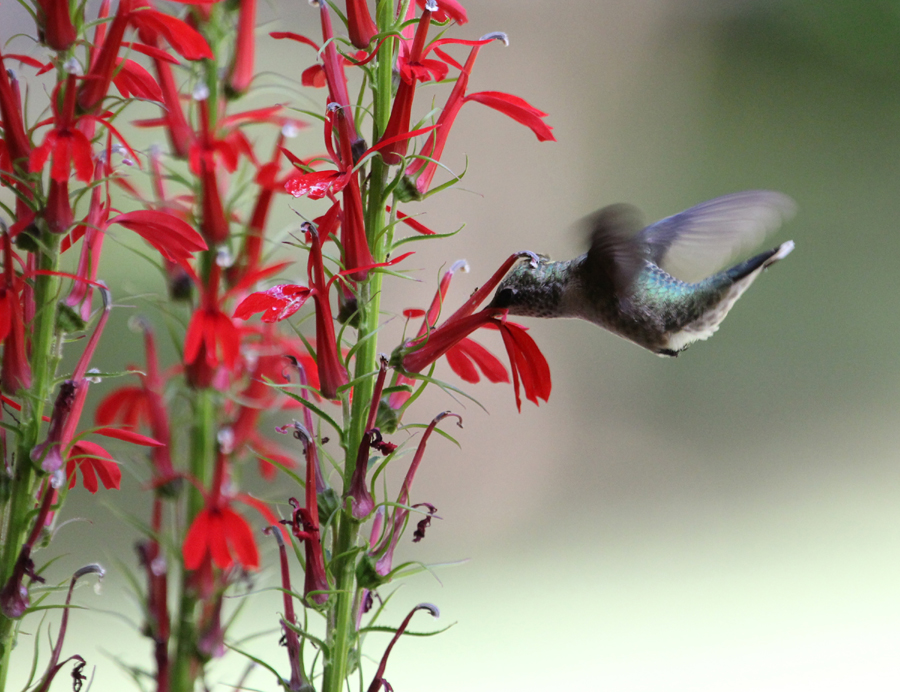 Vickie Henderson Art: Hummingbirds, Pollination and Knoxville's ...