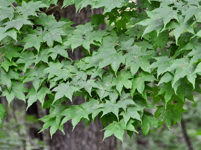 Всё о бегониях и не только...: Клён мелколистный / Клён моно / Клён ...