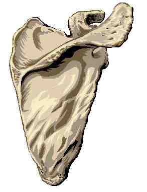 Esculapio Hijo del Sol: Omóplato