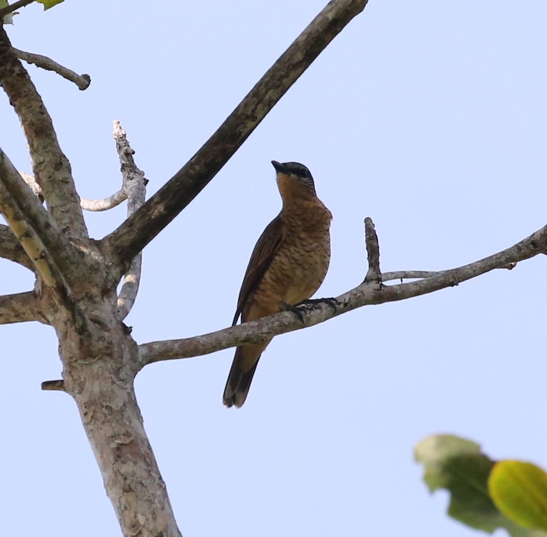 Worldbirder: Papua New Guinea 3: Manus Island
