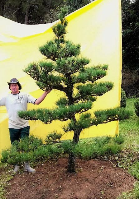 Matsu Nagao: PINHEIRO NEGRO JAPONES KUROMATSU PARA JARDIM JAPONÊS