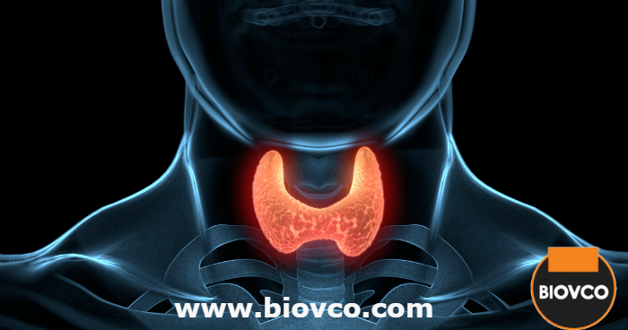 Tanda dan Gejala Yang Muncul Jika Fungsi Tiroid Terganggu ~ Khasiat ...