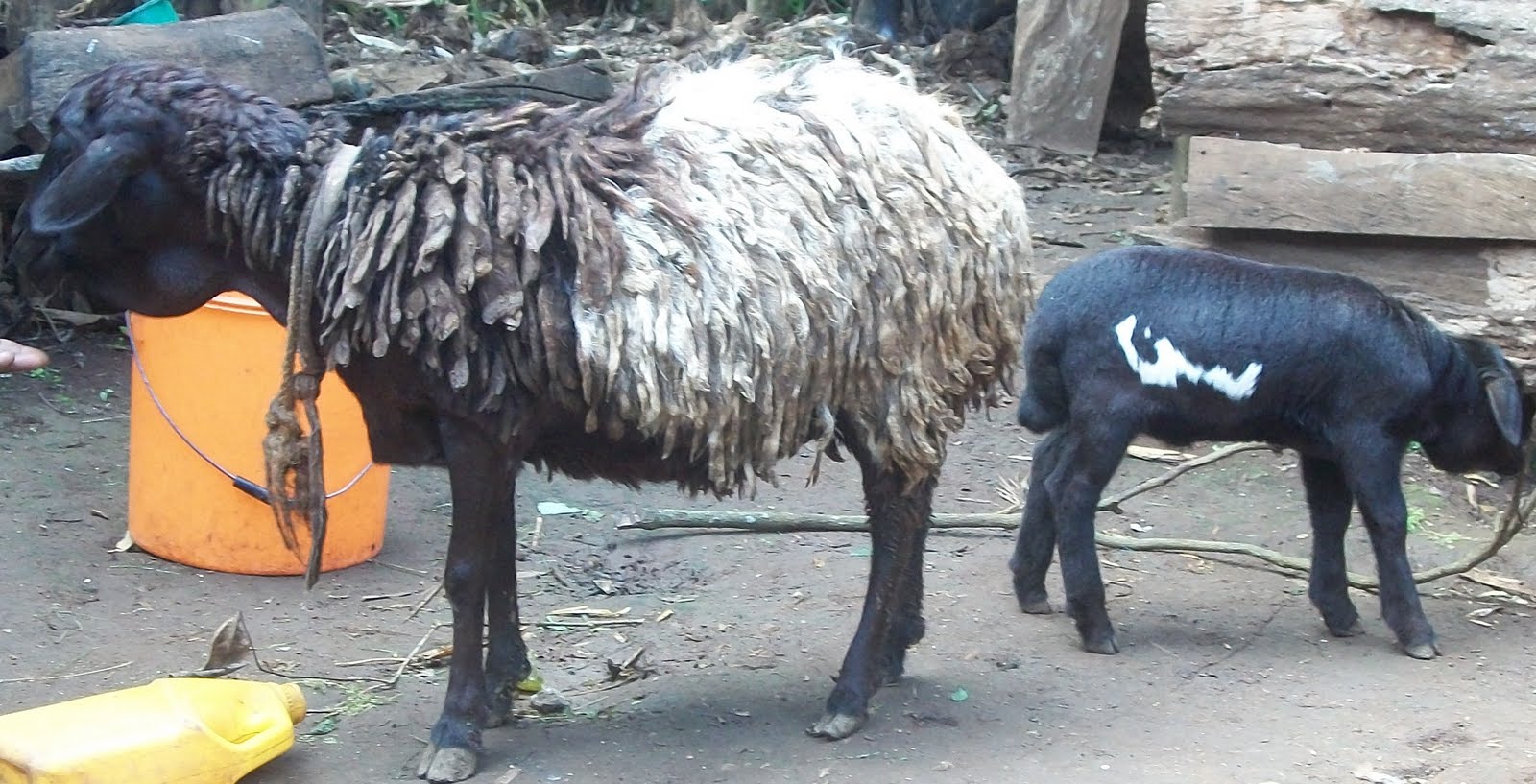 Mbeya Yetu: KONDOO WA AJABU AZALIWA AZALIWA WILAYA YA HAI, UBAVUNI NENO ...