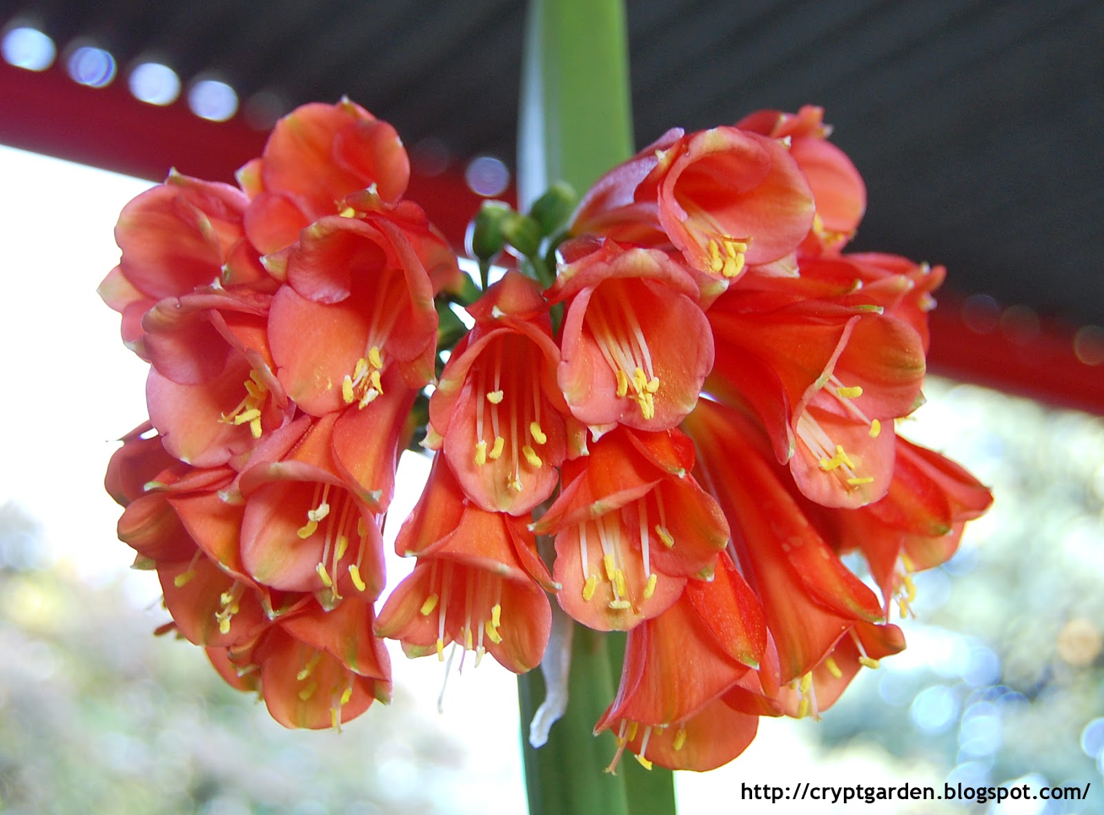 Clivia Breeding: Interspecific clivias