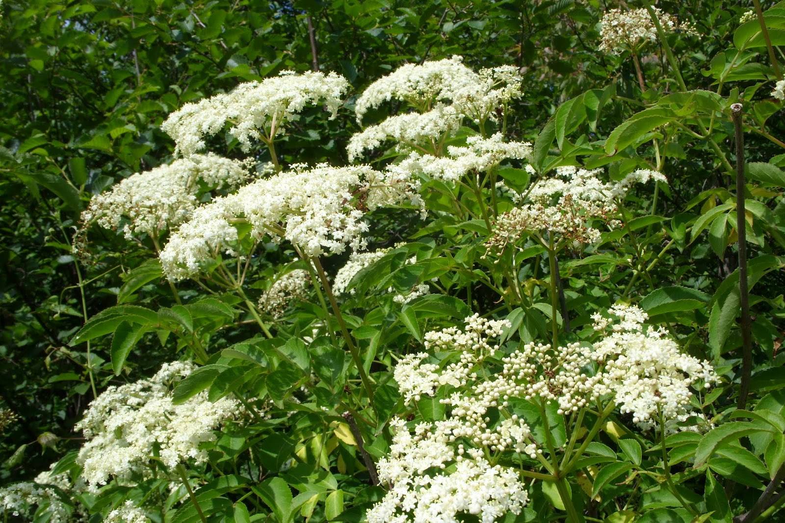 Forest House Farm: Elder Flowers