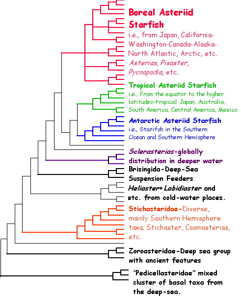 The Echinoblog: The Surprising Evolutionary Tree of Forcipulate ...