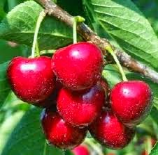 Kandungan Manfaat Buah Kersen Untuk Kesehatan | Kesehatan Herbal