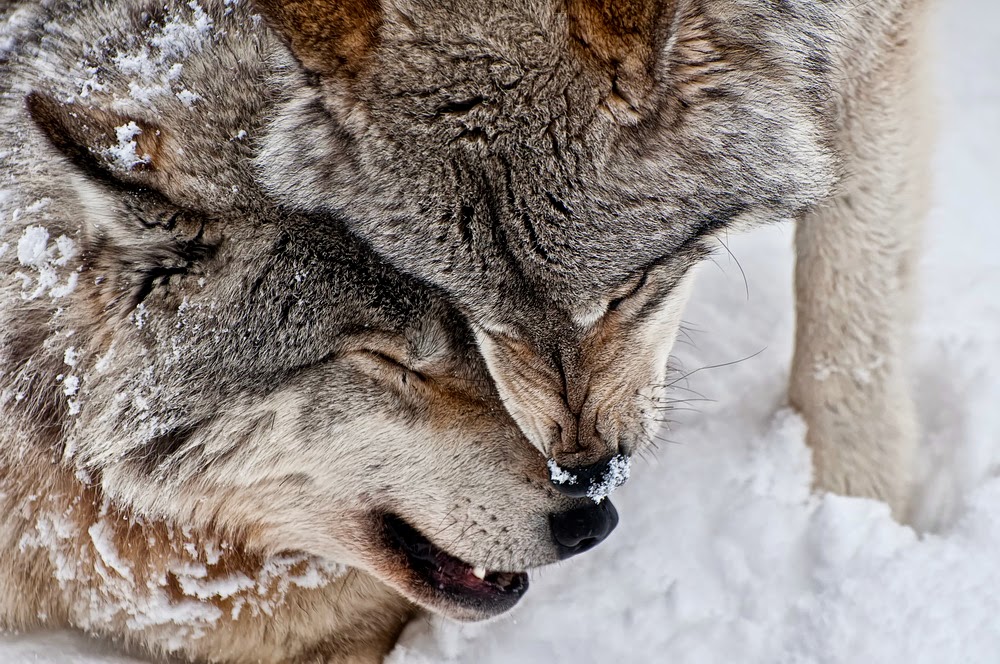 White Wolf : Wolves Are Getting Some Wet Lovin': 20 Photos Of Wolf Kisses