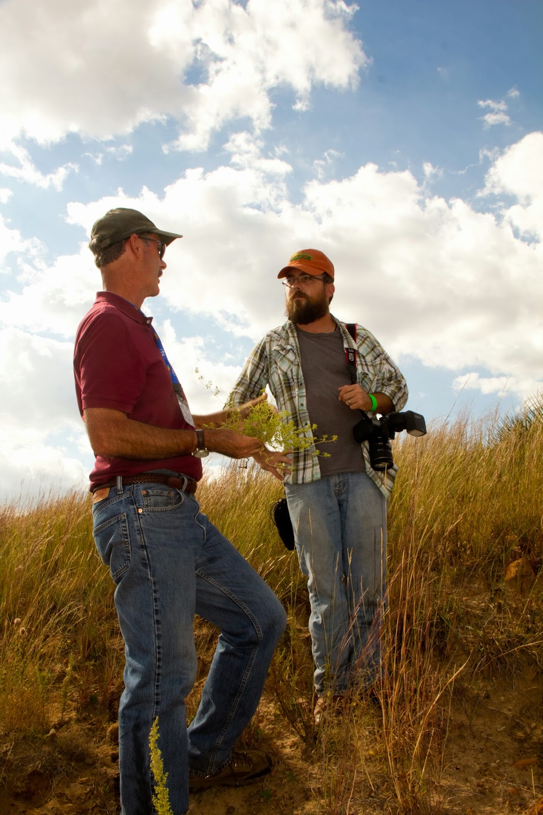 The Kansas Outback: Legends of the Fall .... Wildflowers