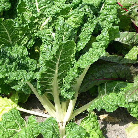 Medicina Alternativa y Farmacia Natural: PROPIEDADES DE LA ACELGA