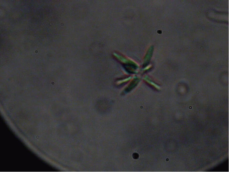 Mengenal Fitoplankton : Materi 2