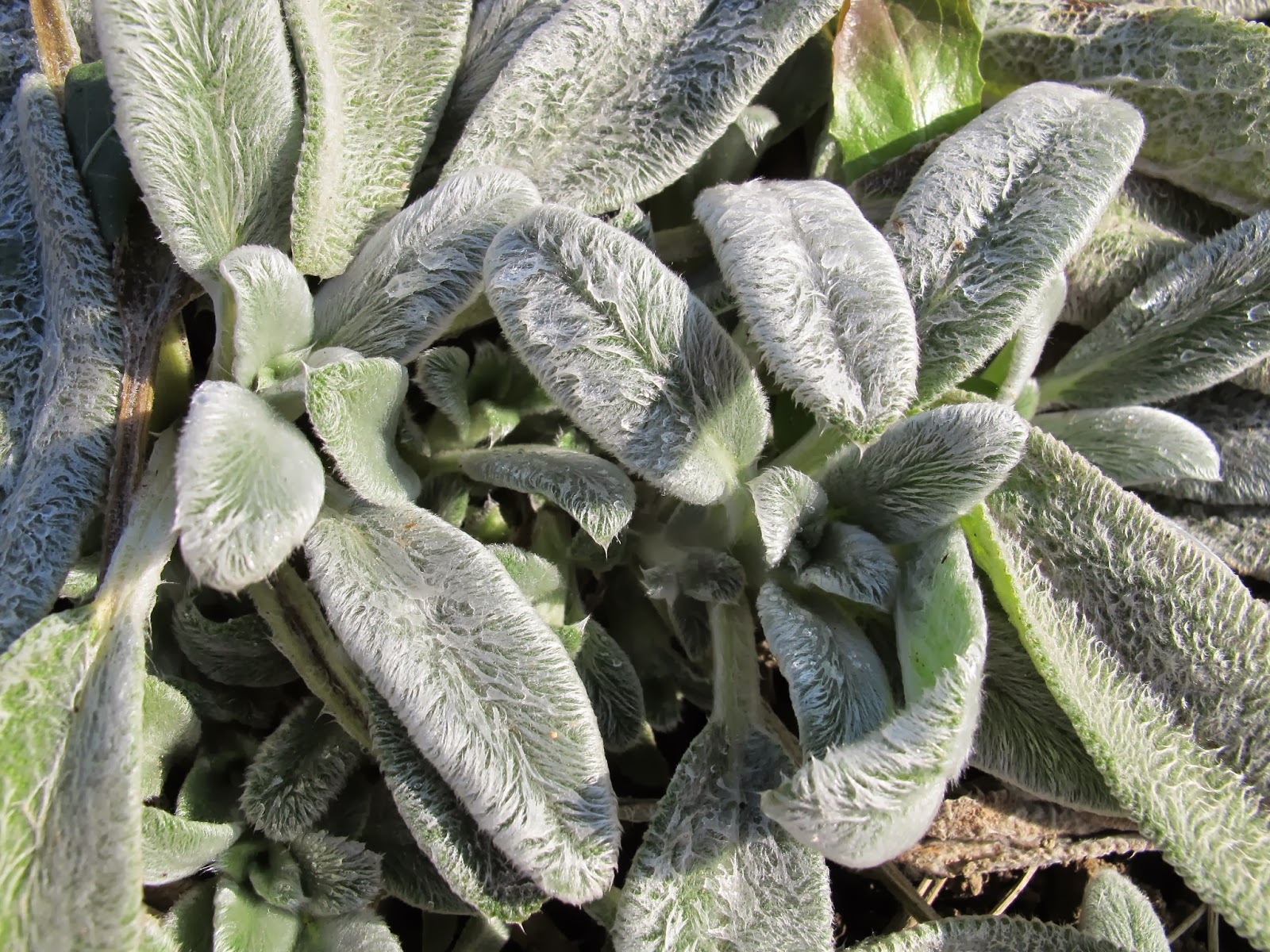 Floarea -bunica: Plantez portocali