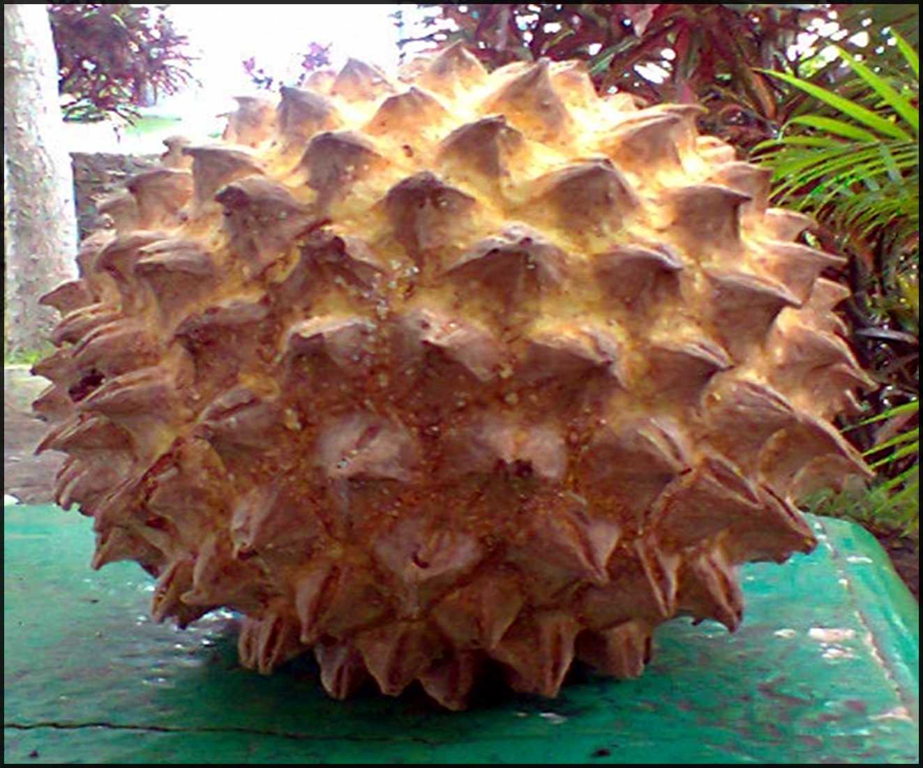 EL PREGON DEL TOXTLAN: CRÓNICAS DE MI PUEBLO POR SIXTO CARVAJAL: LOS GLOBOS