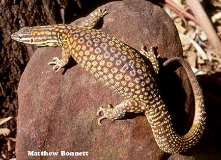 Jenis - jenis atau Macam - macam Varanidae / Varanus / Varanatic ...