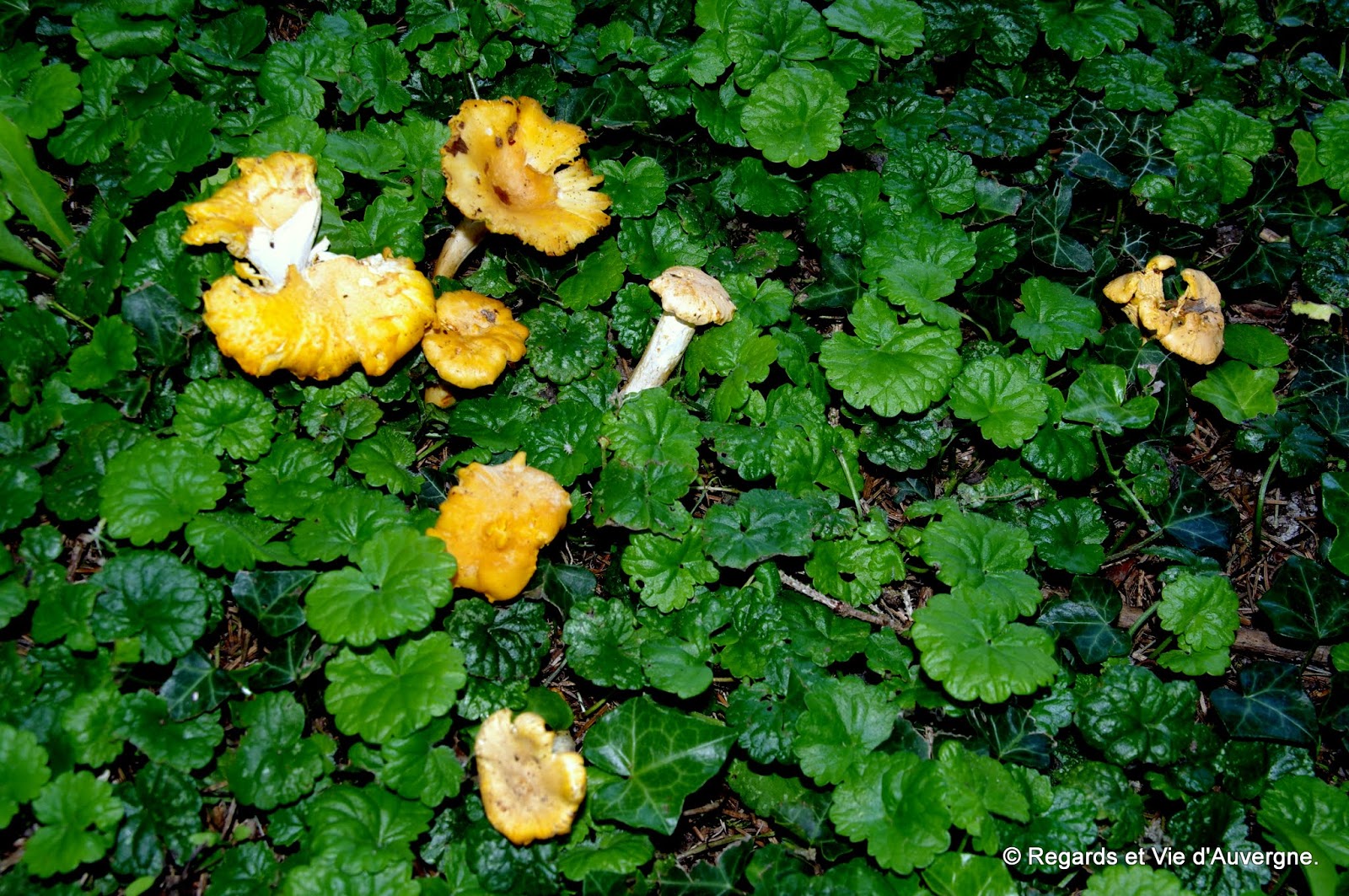 Les Girolles jaunes sont arrivées en Auvergne.Regards et Vie d'Auvergne