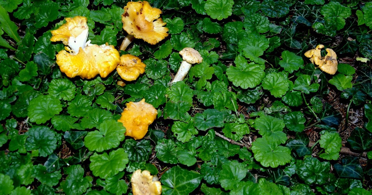 Les Girolles jaunes sont arrivées en Auvergne.Regards et Vie d'Auvergne