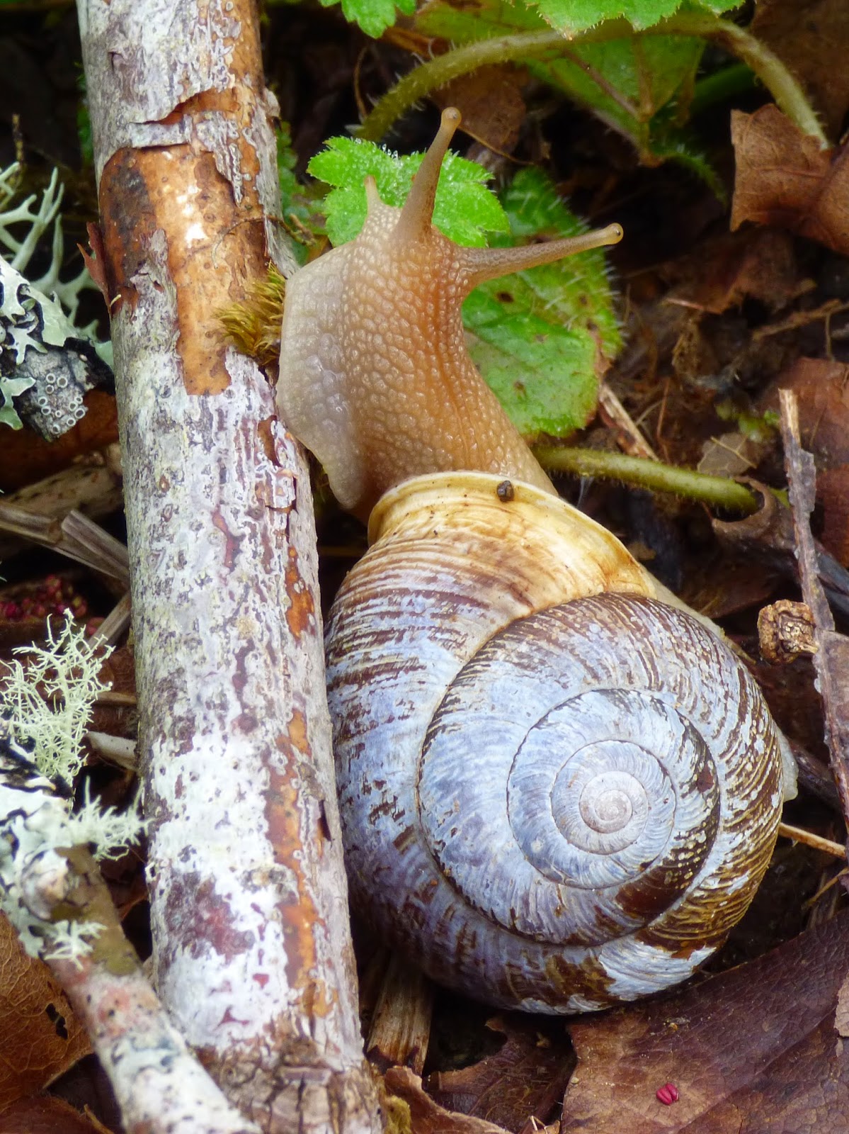 The Fauna of Fink Family Farm: Invertebrates other than Insects