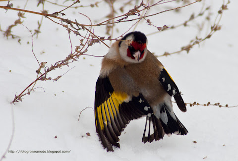 In linii mari: Pasari: Carduelis carduelis (Sticlete)