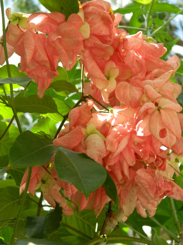 Garden Muses: A Small Toronto Gardening Services Company Blog: 2015