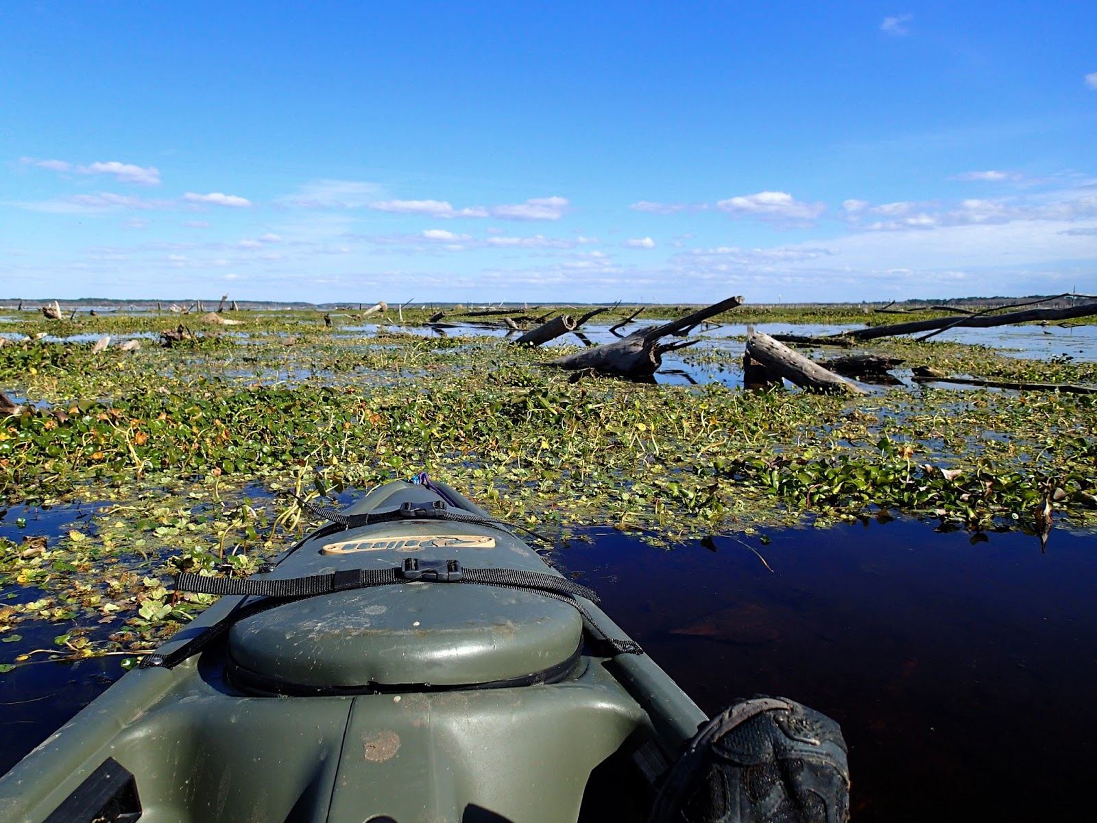 PURE FLORIDA: RODMAN RESERVOIR, PART 3 ... Crushing it.