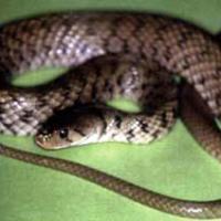 Snakes in Sri lanka : The Checkered Keelback (Xenochrophis Piscator)